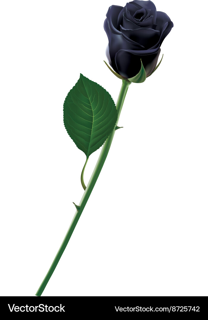 Black rose Royalty Free Vector Image - VectorStock
