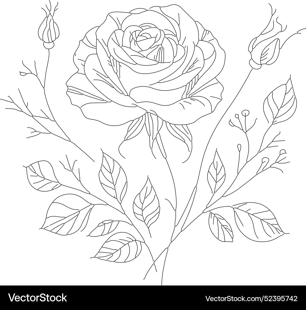 Flower line art Royalty Free Vector Image - VectorStock