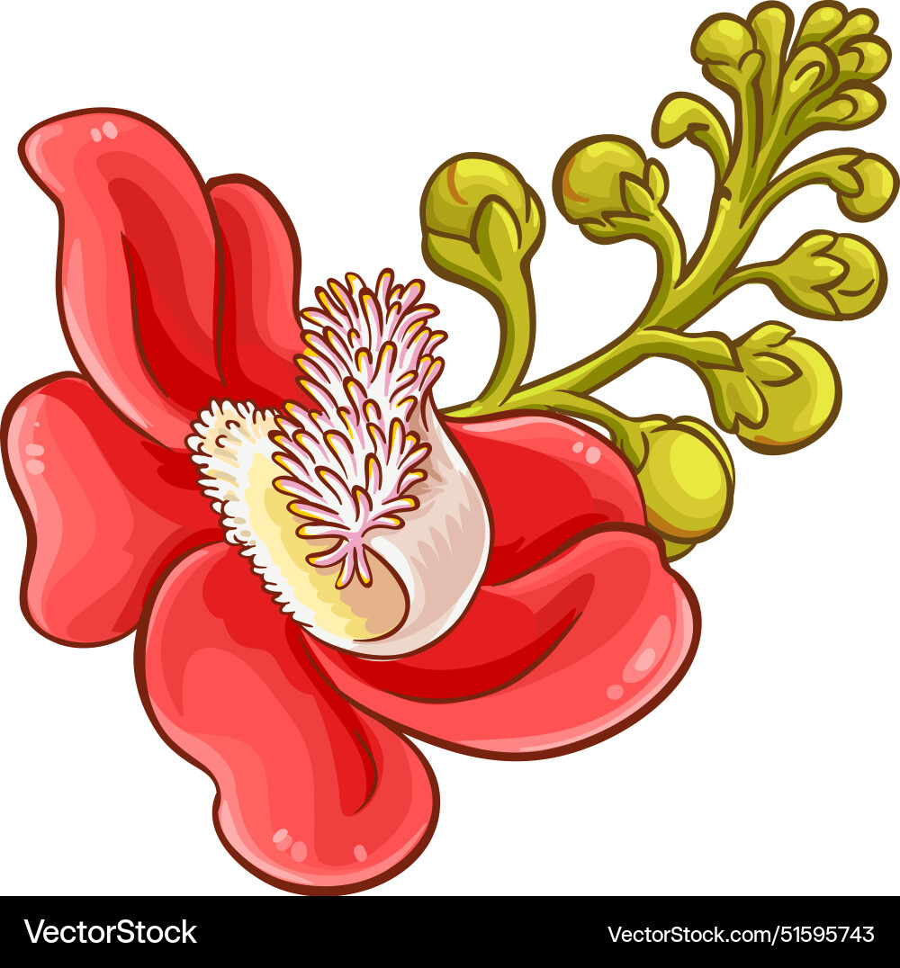 Brazil nut flowers colored detailed Royalty Free Vector