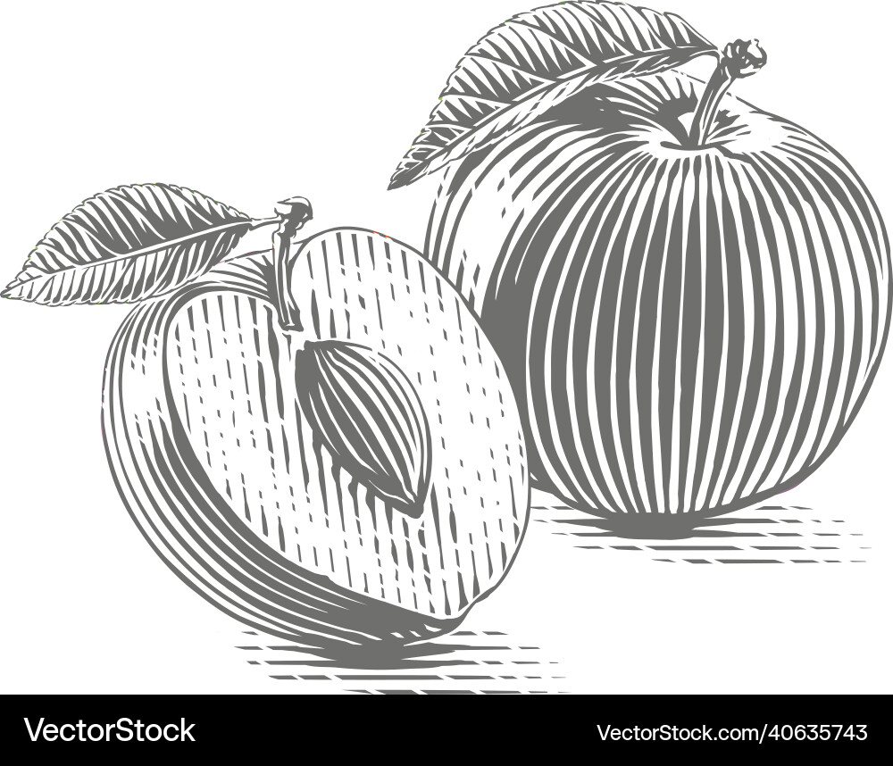 Plum hand drawing sketch engraving Royalty Free Vector Image