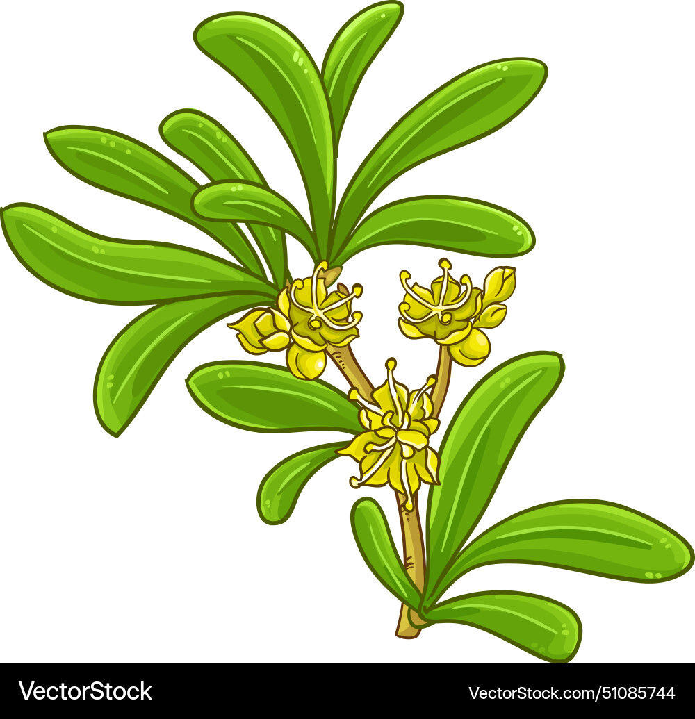 Argan branch colored detailed Royalty Free Vector Image