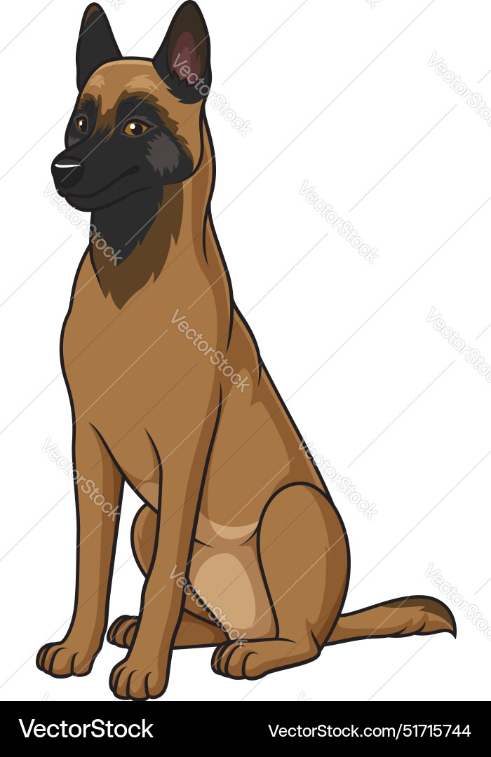 Obedient belgian shepherd sitting cartoon Vector Image