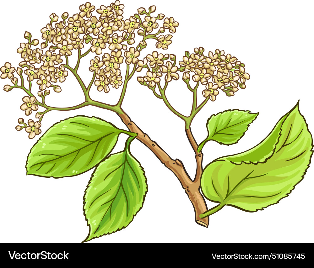 Black rowan branch colored detailed Royalty Free Vector