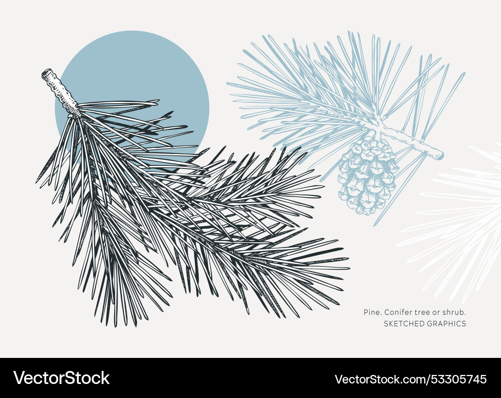 Collage-style pine sketch conifer tree drawing Vector Image