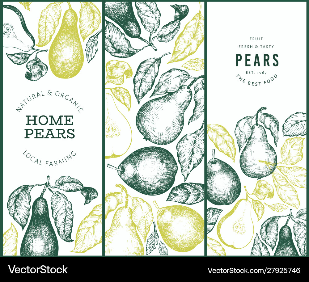 Pear design set hand drawn garden fruit engraved Vector Image