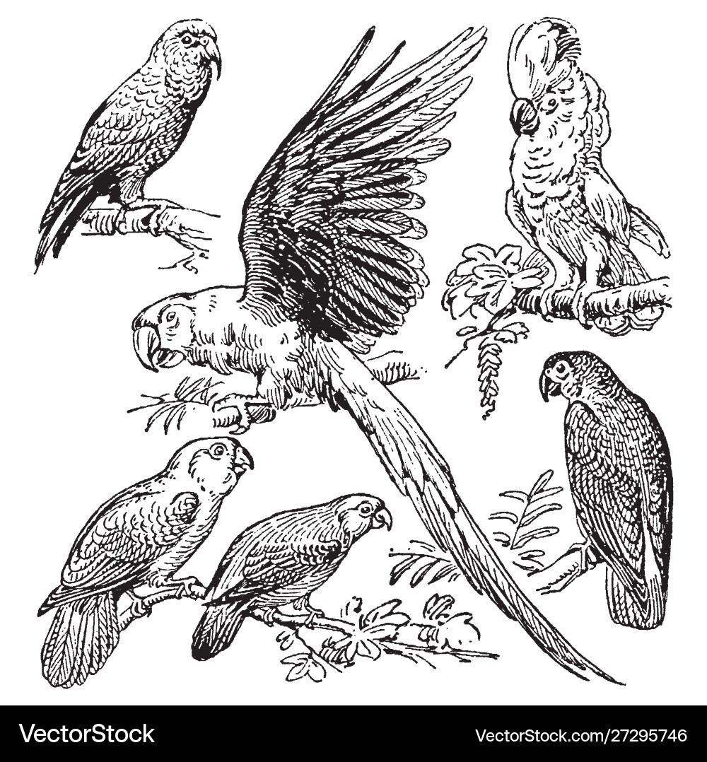 Vintage engraving parrots Royalty Free Vector Image