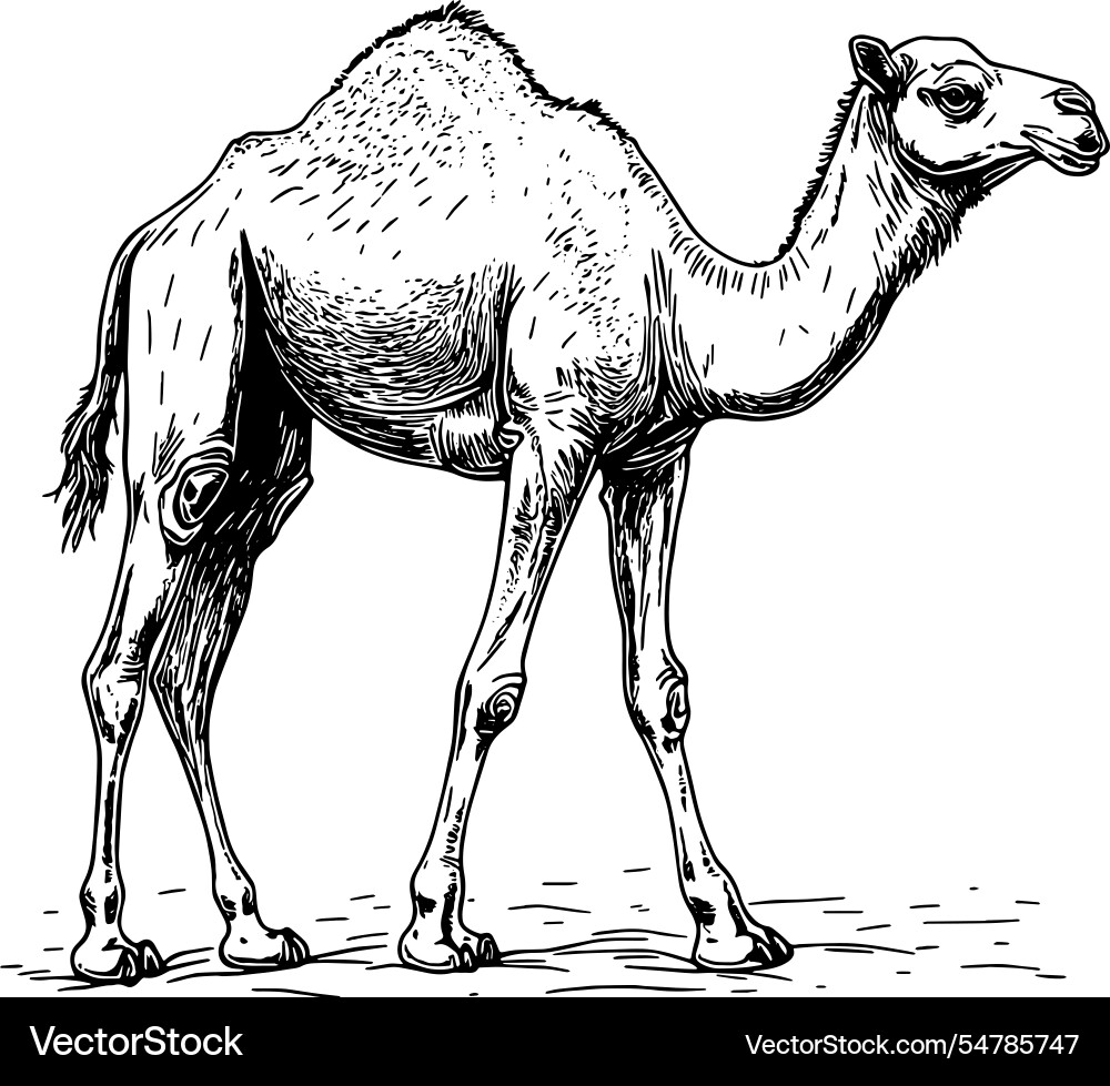 Black Camel Sketch Royalty Free Vector Image - VectorStock