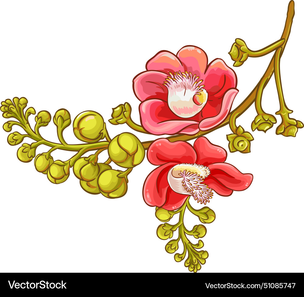 Brazil nut flowers colored detailed Royalty Free Vector