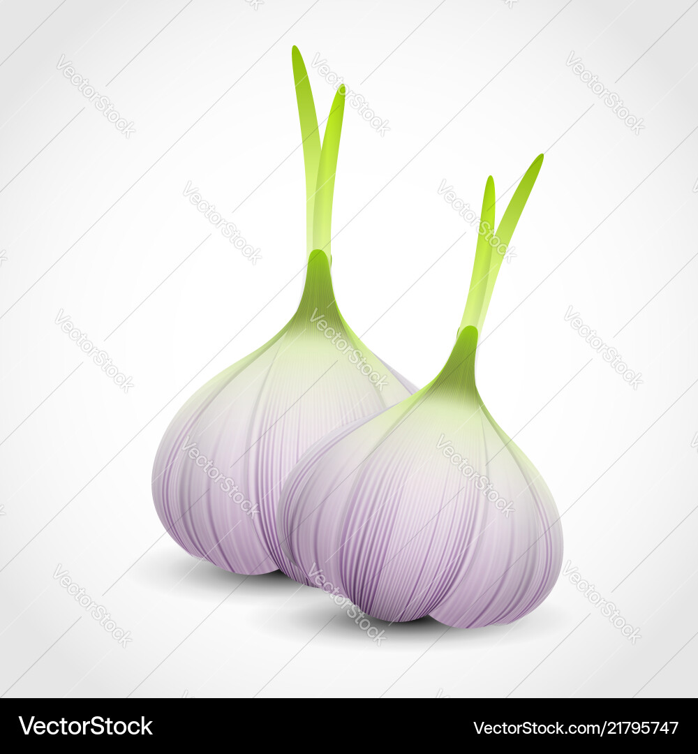 Garlic Royalty Free Vector Image - VectorStock