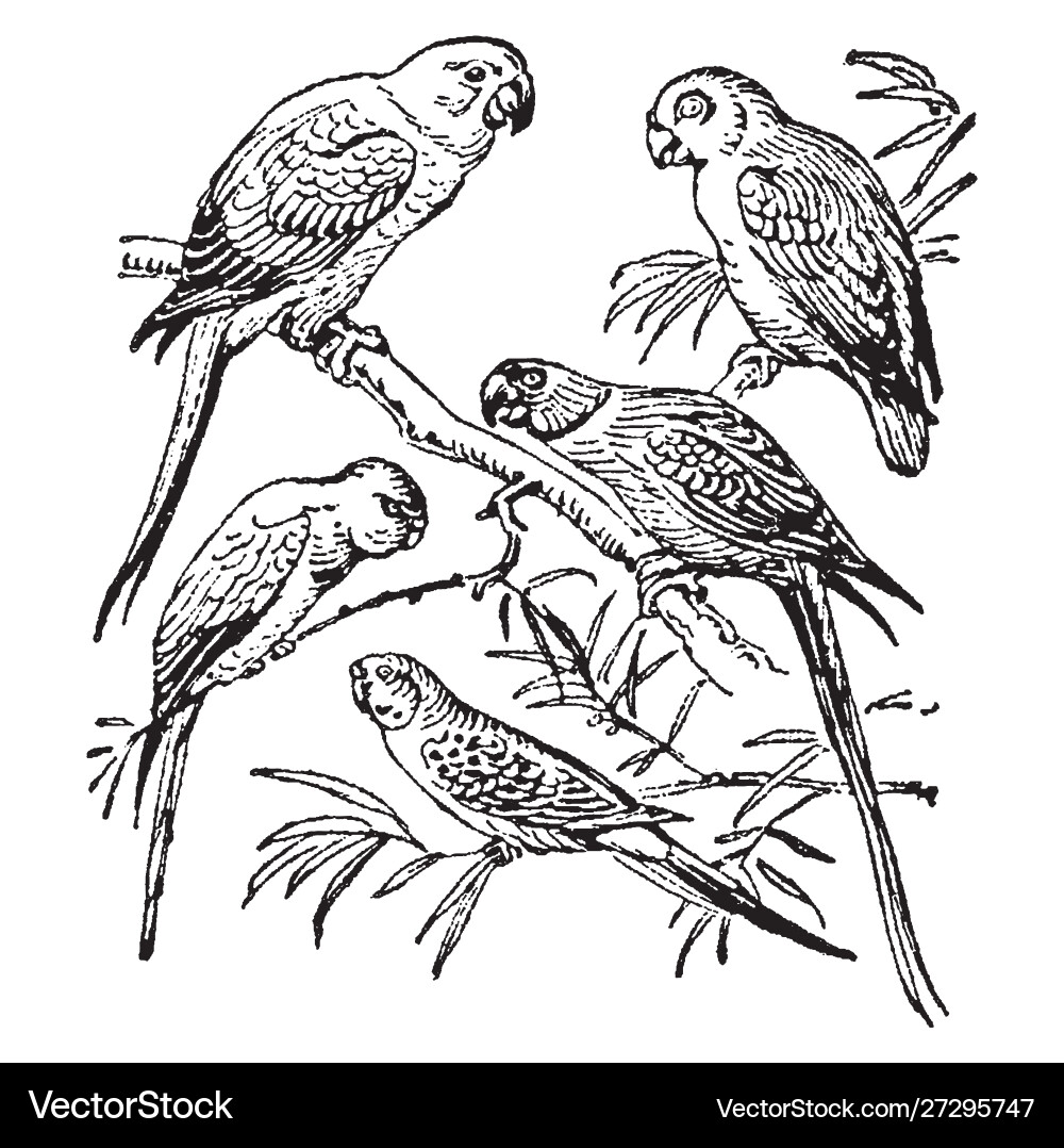 Vintage engraving parrots Royalty Free Vector Image
