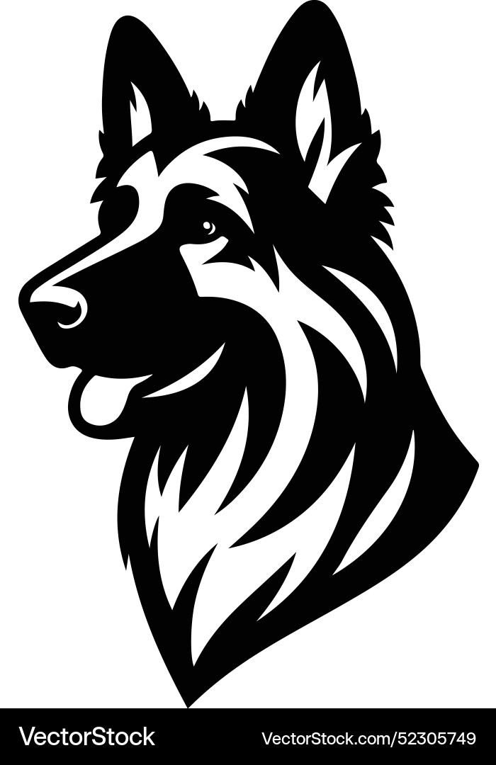 German shepherd dog in different poses on a white Vector Image