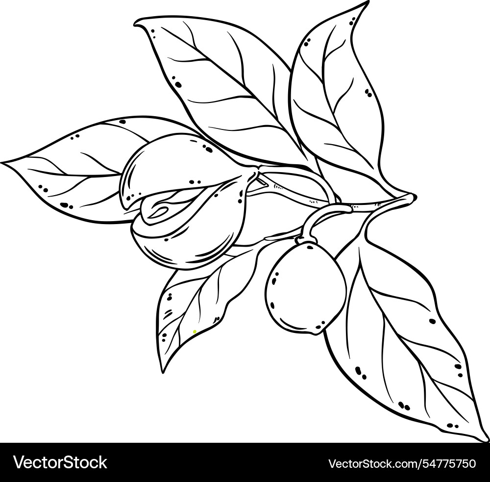 Nutmeg branch isolated outline Royalty Free Vector Image