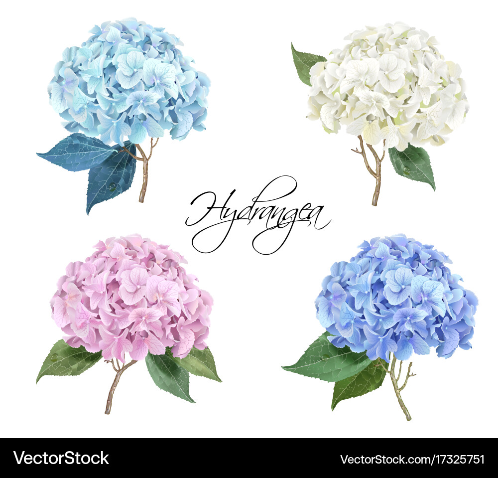 Hydrangea realistic set Royalty Free Vector Image
