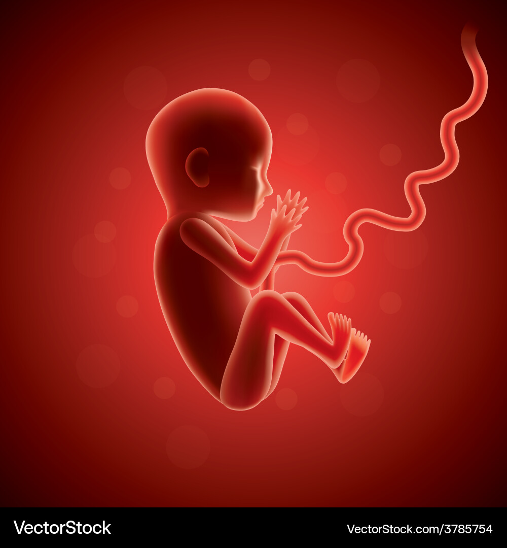 Fetus Royalty Free Vector Image - VectorStock