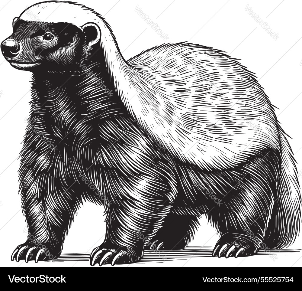 Honey badger Royalty Free Vector Image - VectorStock