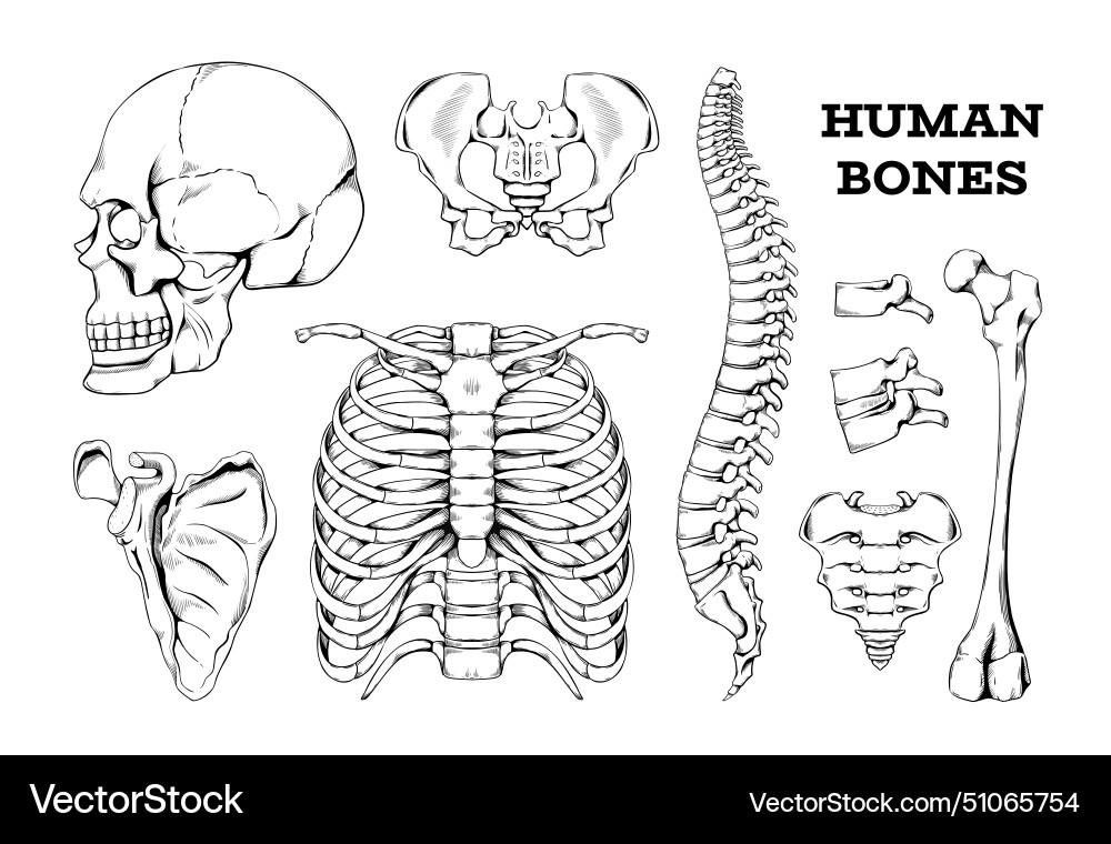 Human bones sketch hand drawn anatomy joints Vector Image