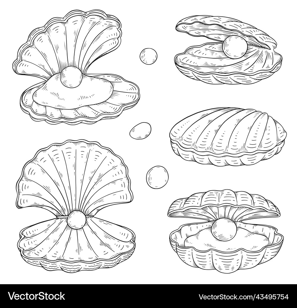 Seashell with pearl inside hand drawn sketch Vector Image