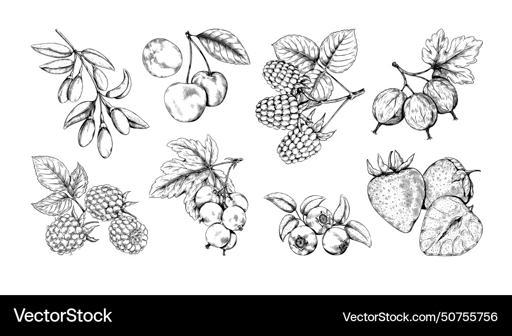 Vintage berry fruit branch sketch style drawing Vector Image