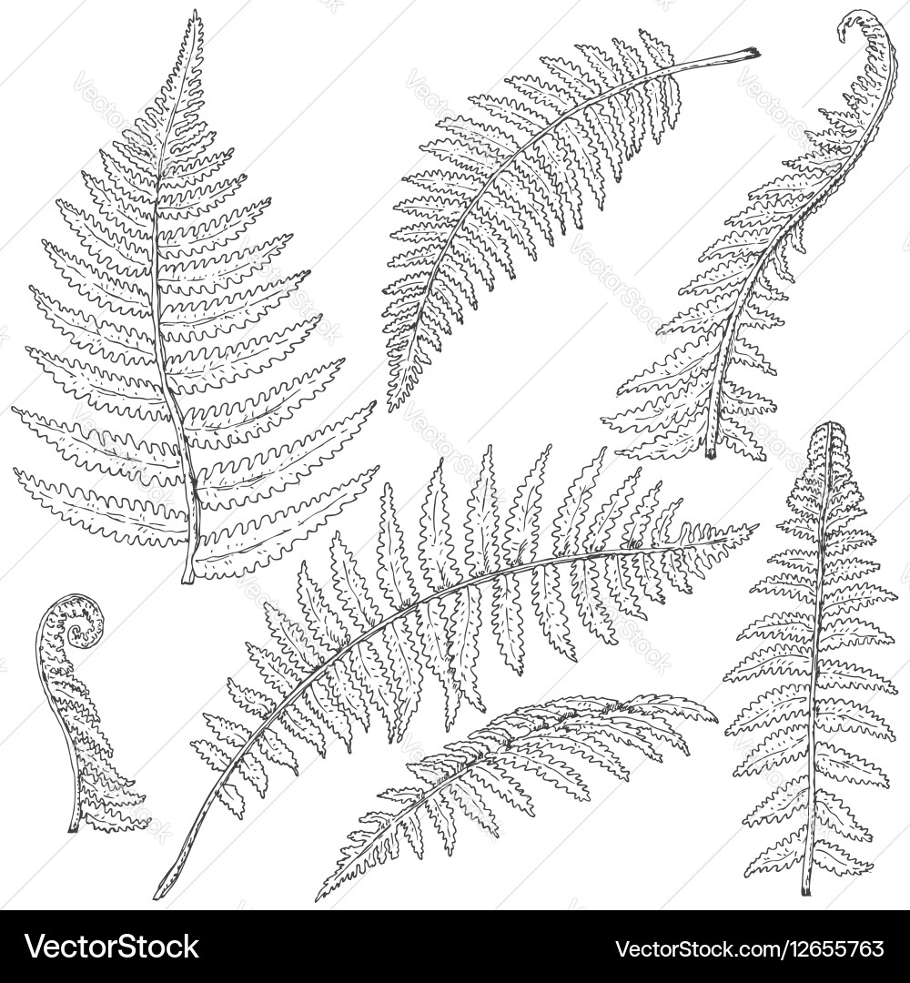 Doodle fern Royalty Free Vector Image - VectorStock