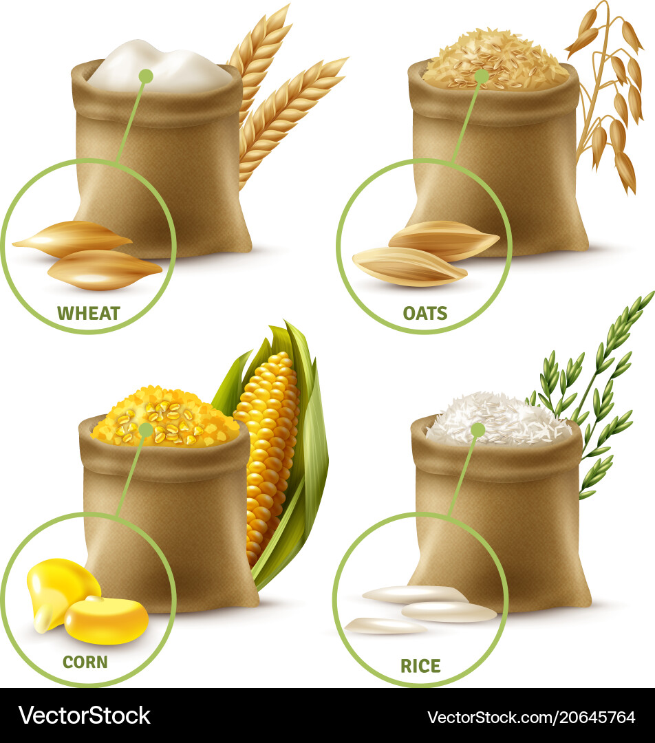Agricultural Cereal Collection Royalty Free Vector Image