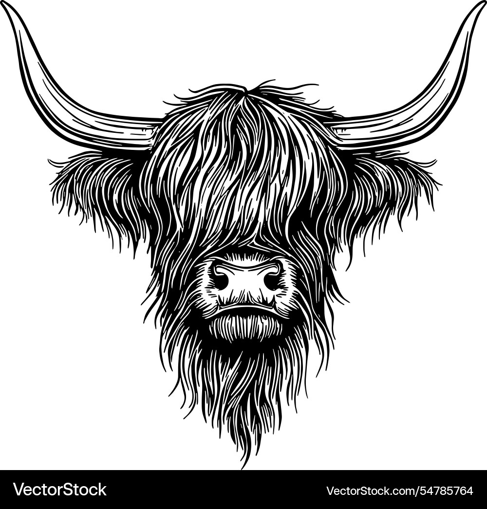 Highland Cow Drawing Vector Images (over 560)