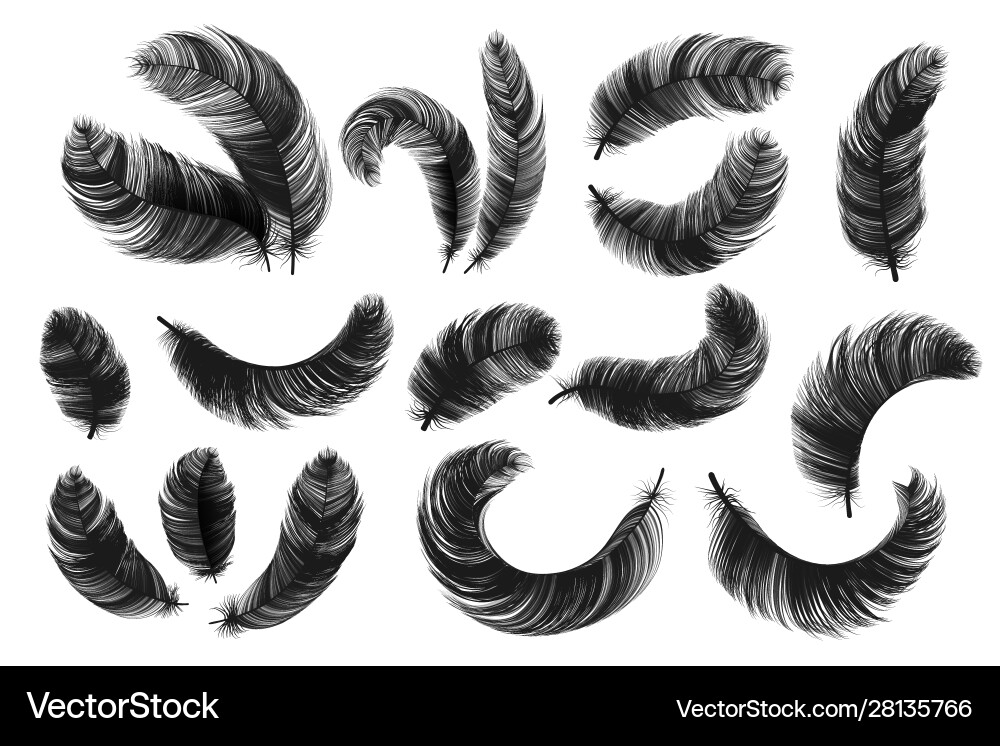Black feathers realistic fluffy swan Royalty Free Vector