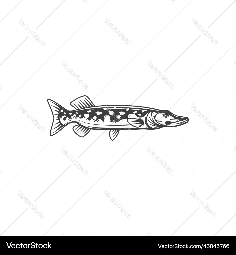 Pike freshwater fish pickerel Royalty Free Vector Image