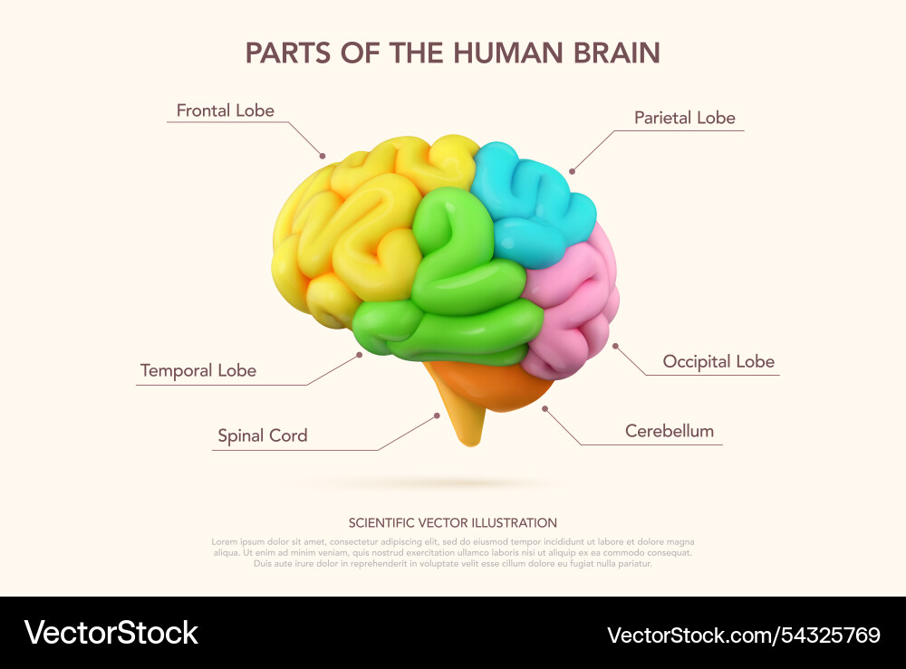 3d multicolor brain with vibrant sections Vector Image