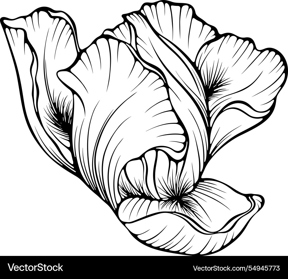 Iris flower line art Royalty Free Vector Image