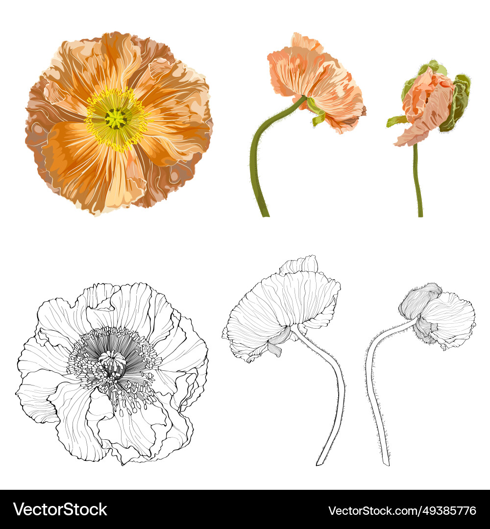 Poppies flowers set Royalty Free Vector Image - VectorStock