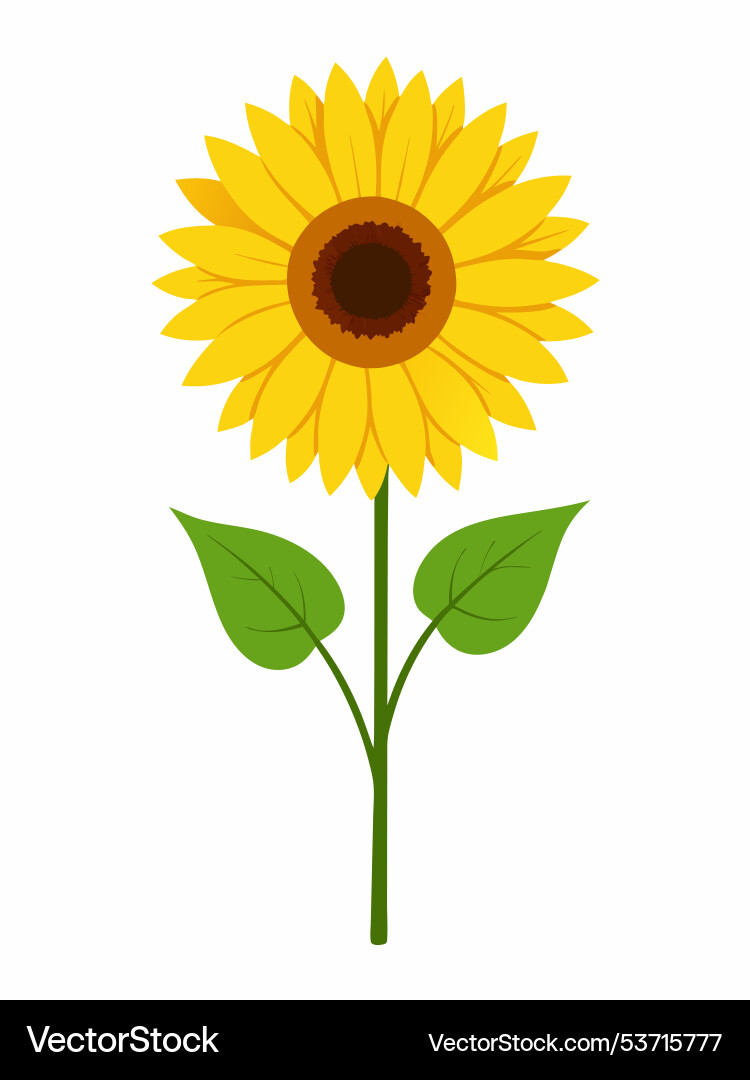 A single sunflower standing tall on white Vector Image
