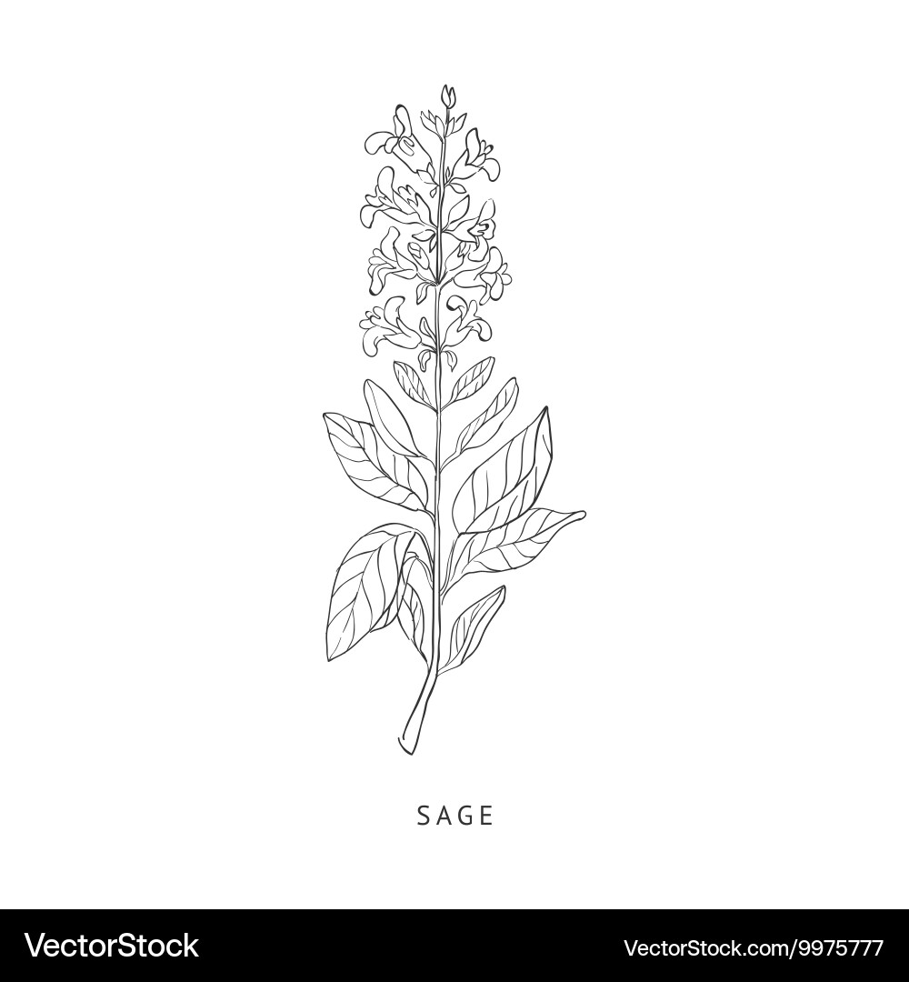 Sage hand drawn realistic sketch Royalty Free Vector Image