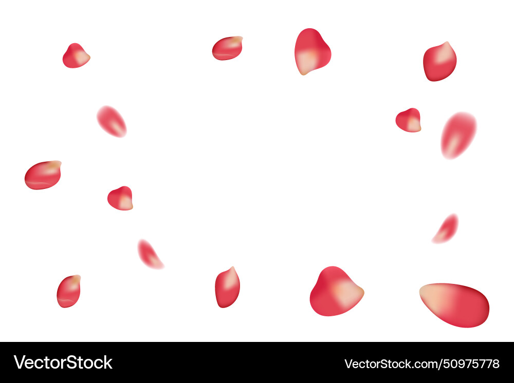 Realistic red rose petals on white background Vector Image