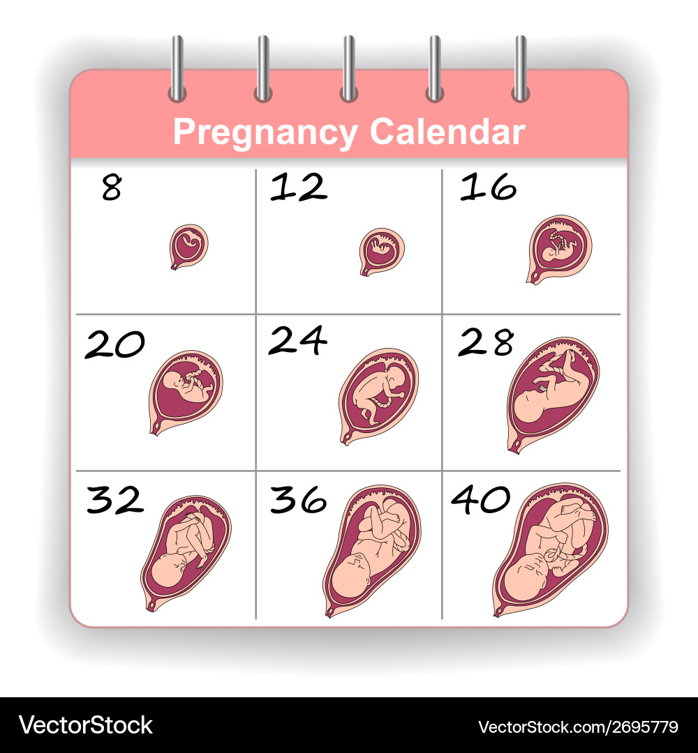 Human Fetal Development - Weeks Calendar Vector Image