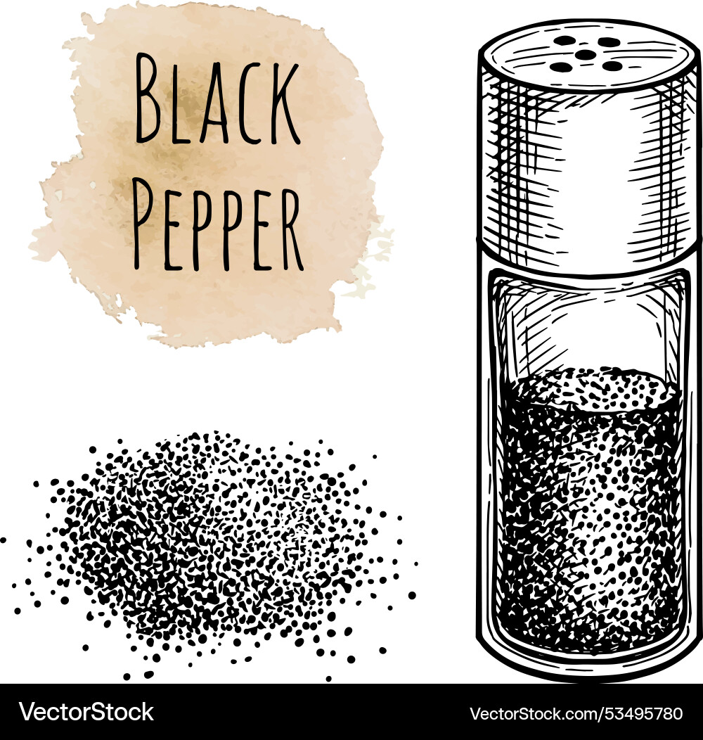 Black pepper ink sketch Royalty Free Vector Image
