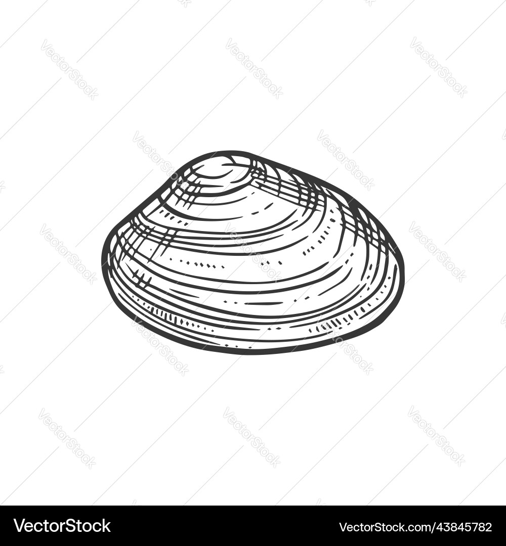 Engraved Sea Shell Sketch Royalty Free Vector Image