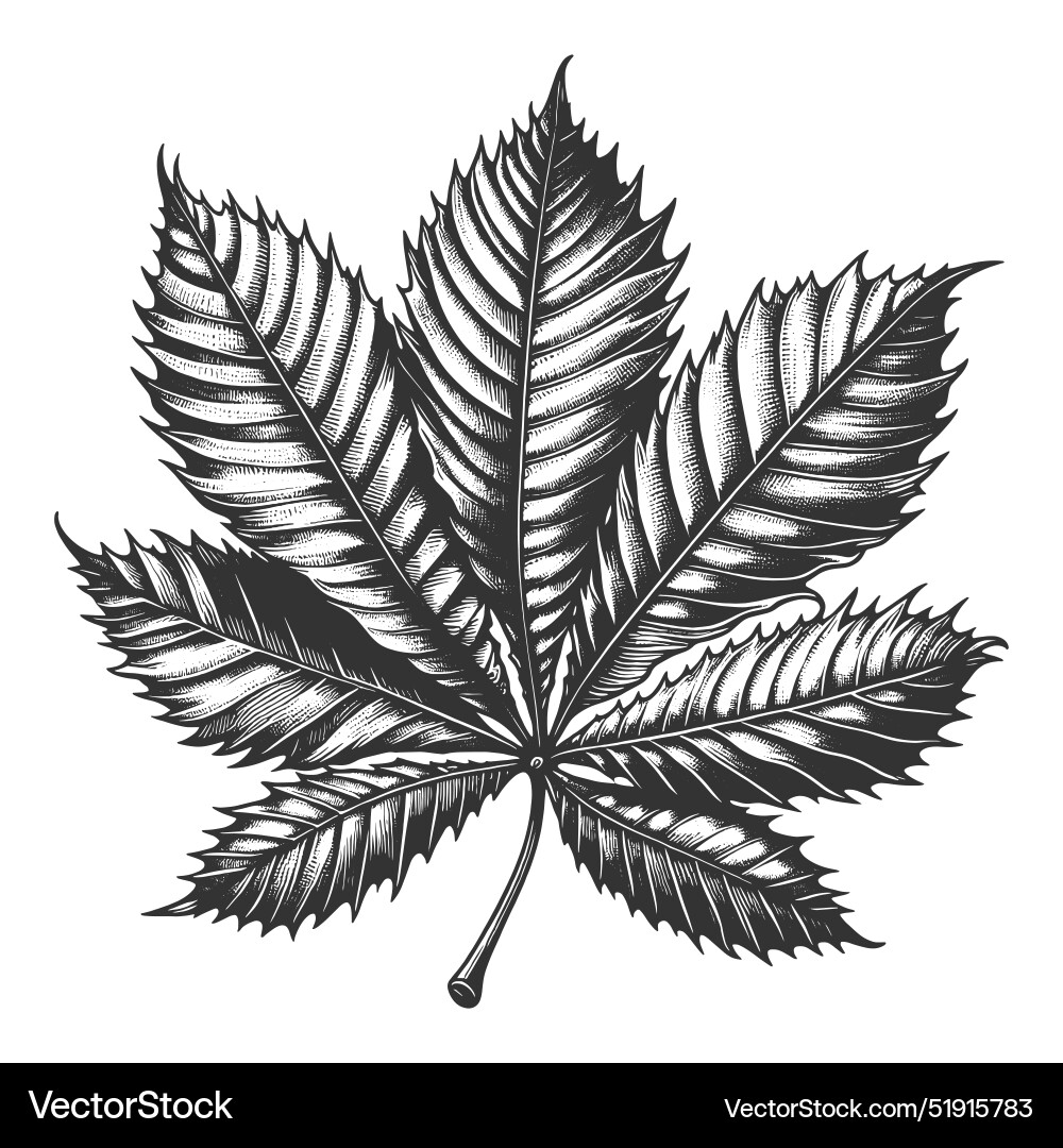 Chestnut leaf engraving sketch Royalty Free Vector Image