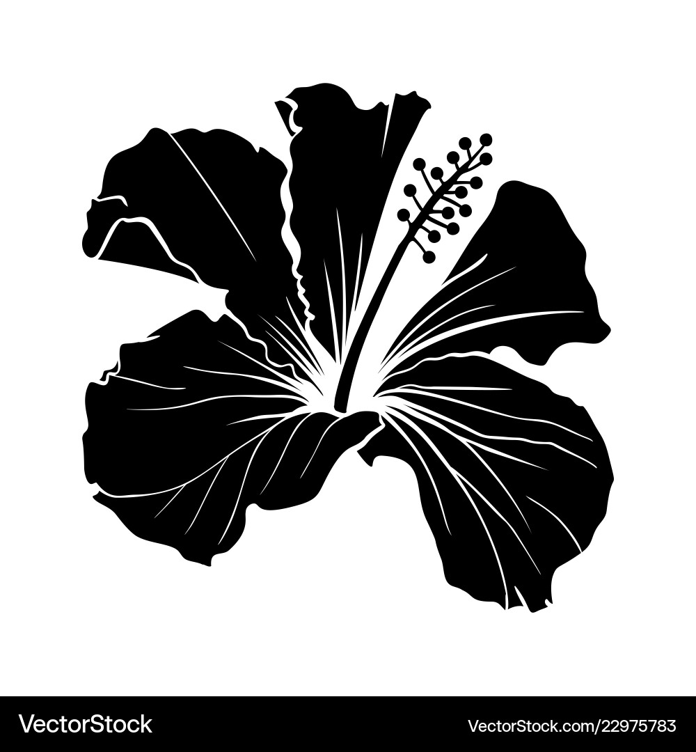 Bissap Vector Images (26)