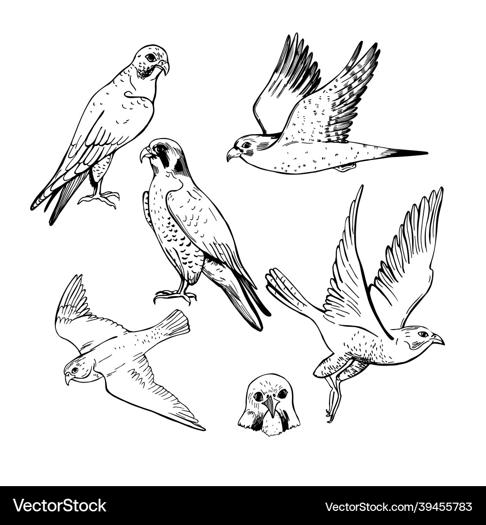 Peregrine falcon sketch Royalty Free Vector Image
