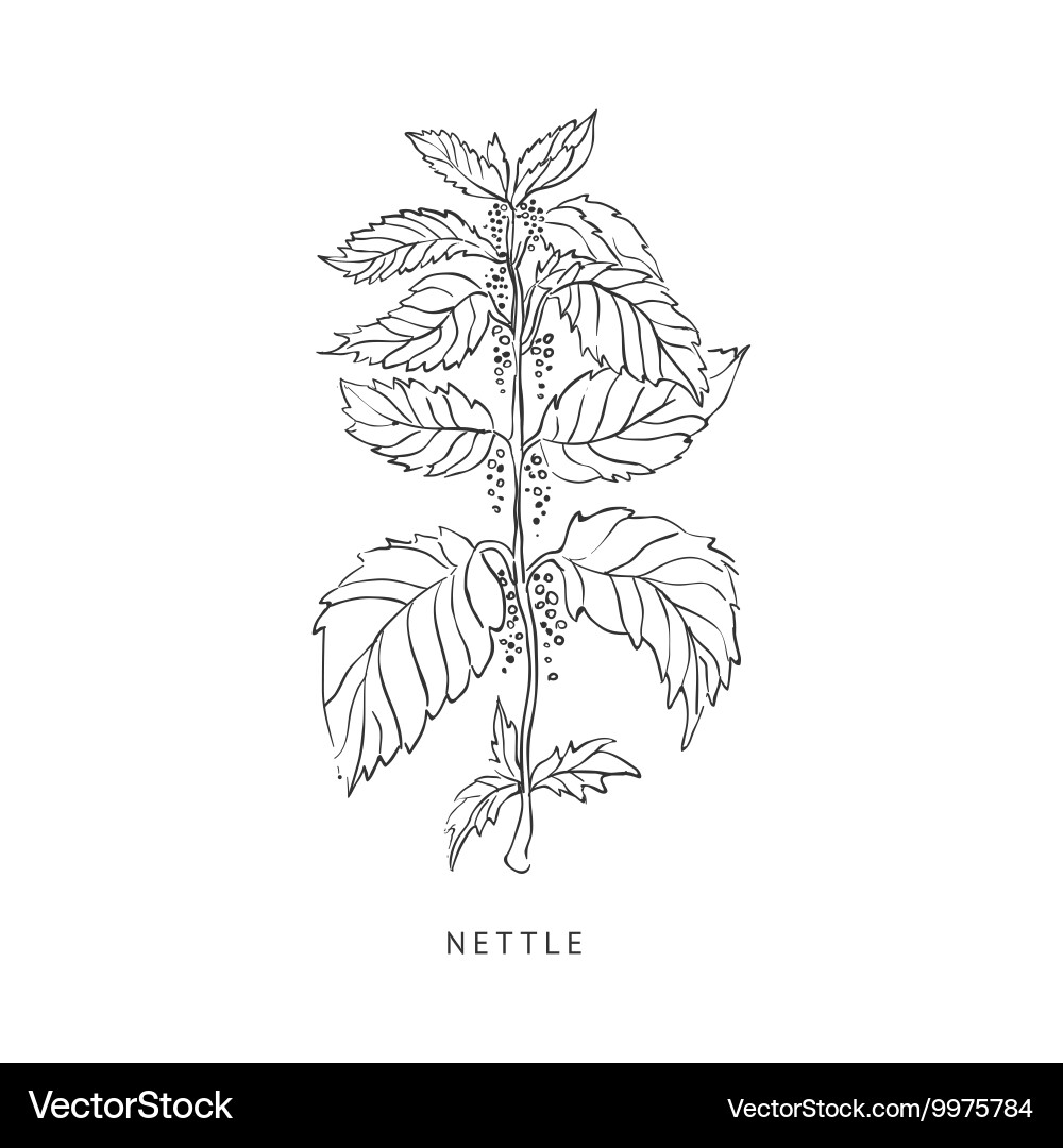 Nettle hand drawn realistic sketch Royalty Free Vector Image