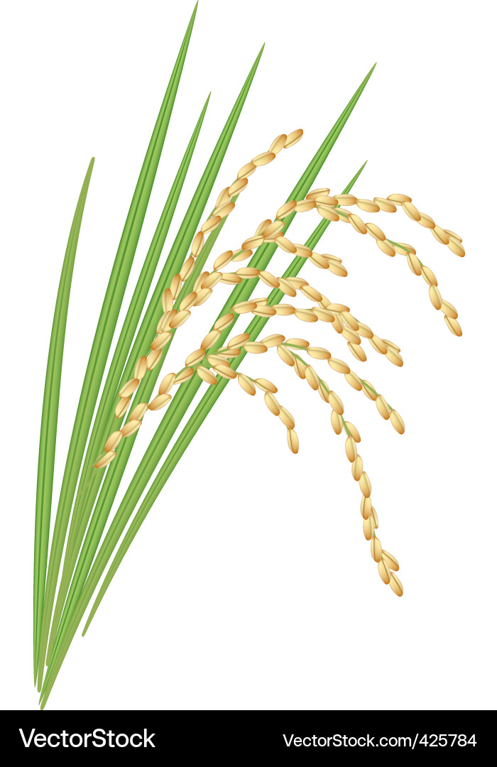 Spikelet of rice Royalty Free Vector Image - VectorStock