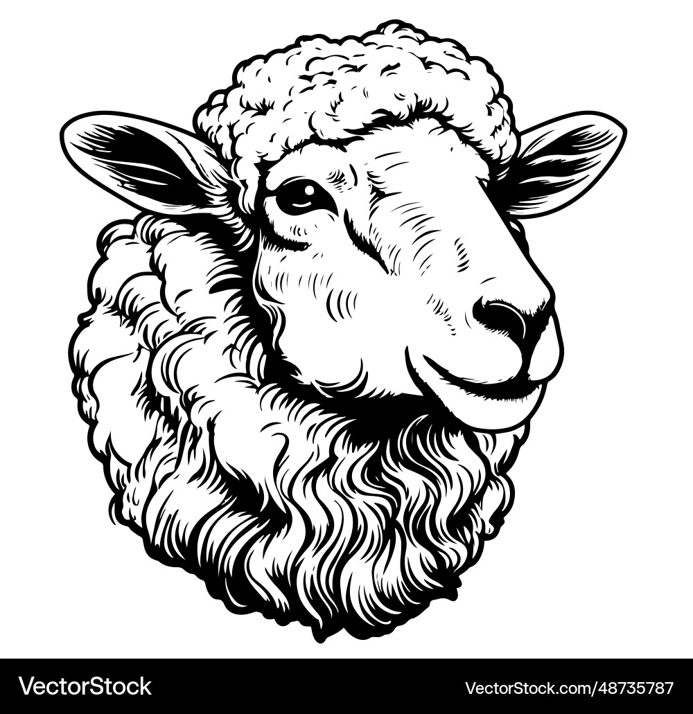 Lamb Face Drawing