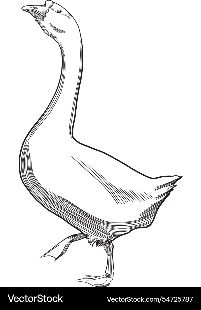 Goose realistic engraving outline Royalty Free Vector Image