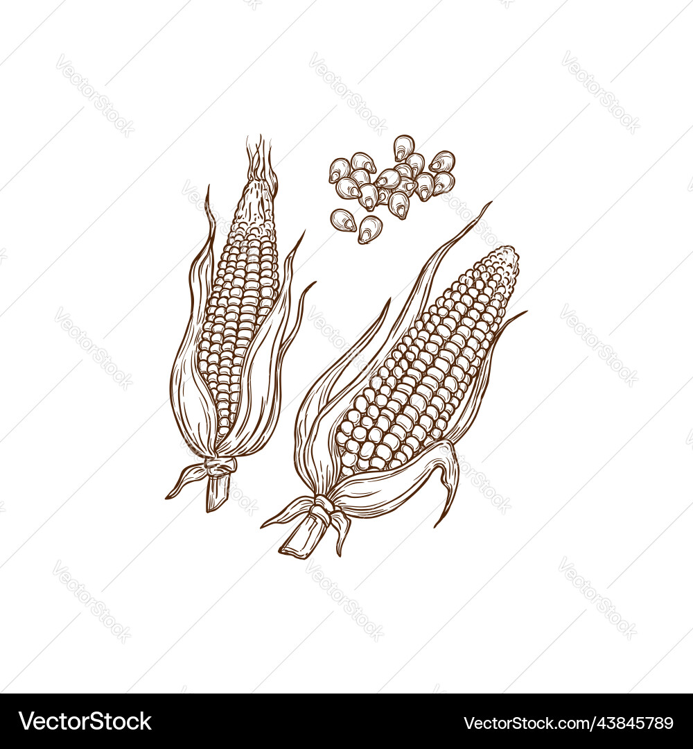 Maize with leaves isolated corncob cob and seeds Vector Image