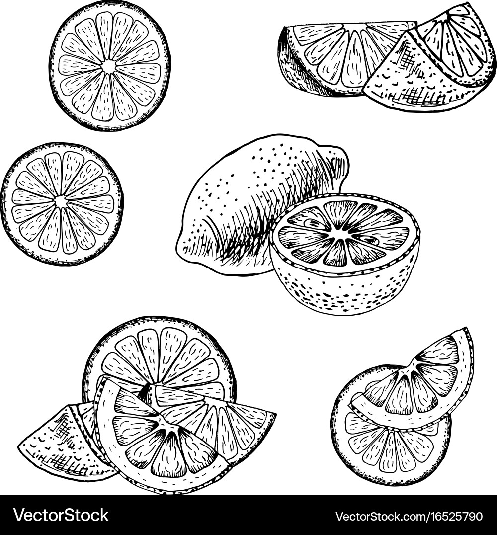 Hand drawn set of lemon sketch Royalty Free Vector Image