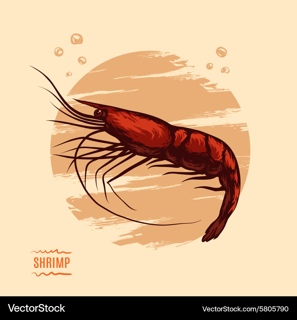Shrimp hand draw Royalty Free Vector Image - VectorStock