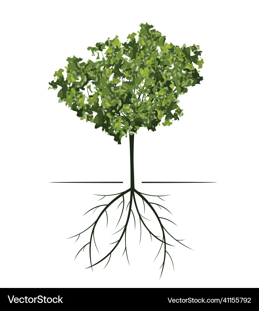 Green tree with roots outline Royalty Free Vector Image