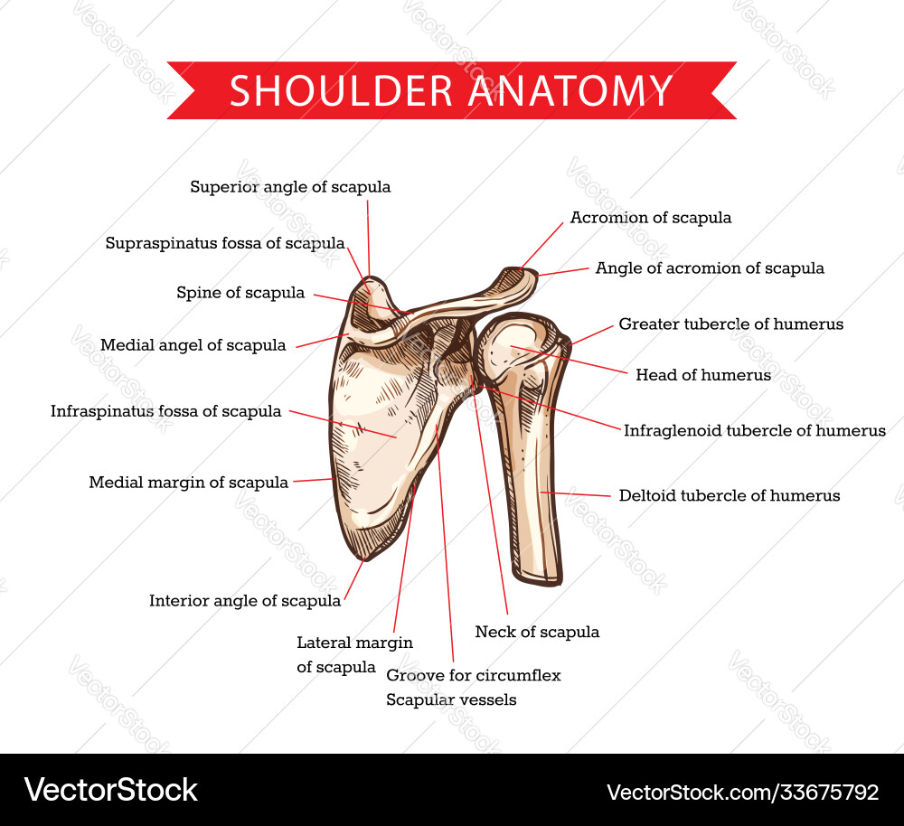 Human Shoulder Anatomy - Scapula & Humerus Vector Image