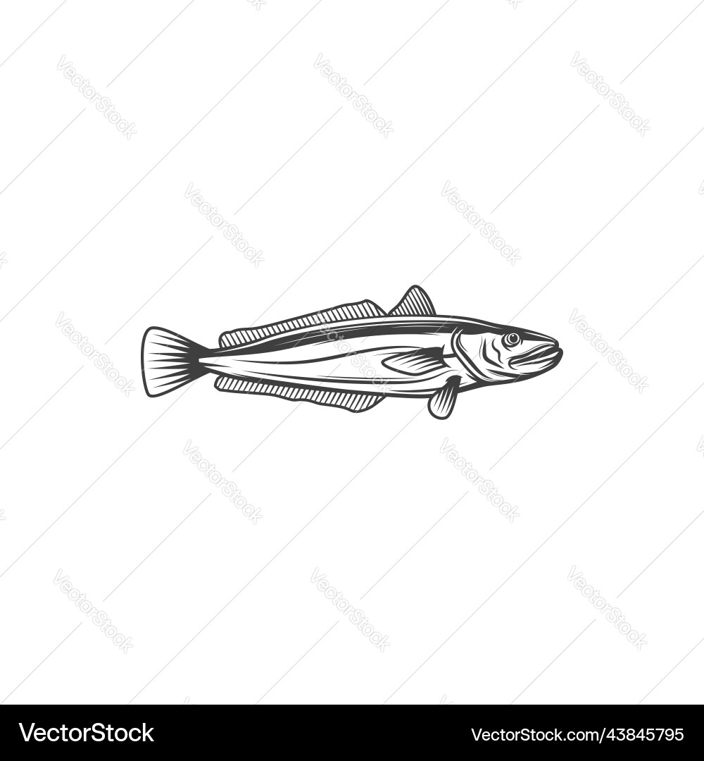 Cod or hake saltwater fish isolate monochrome icon