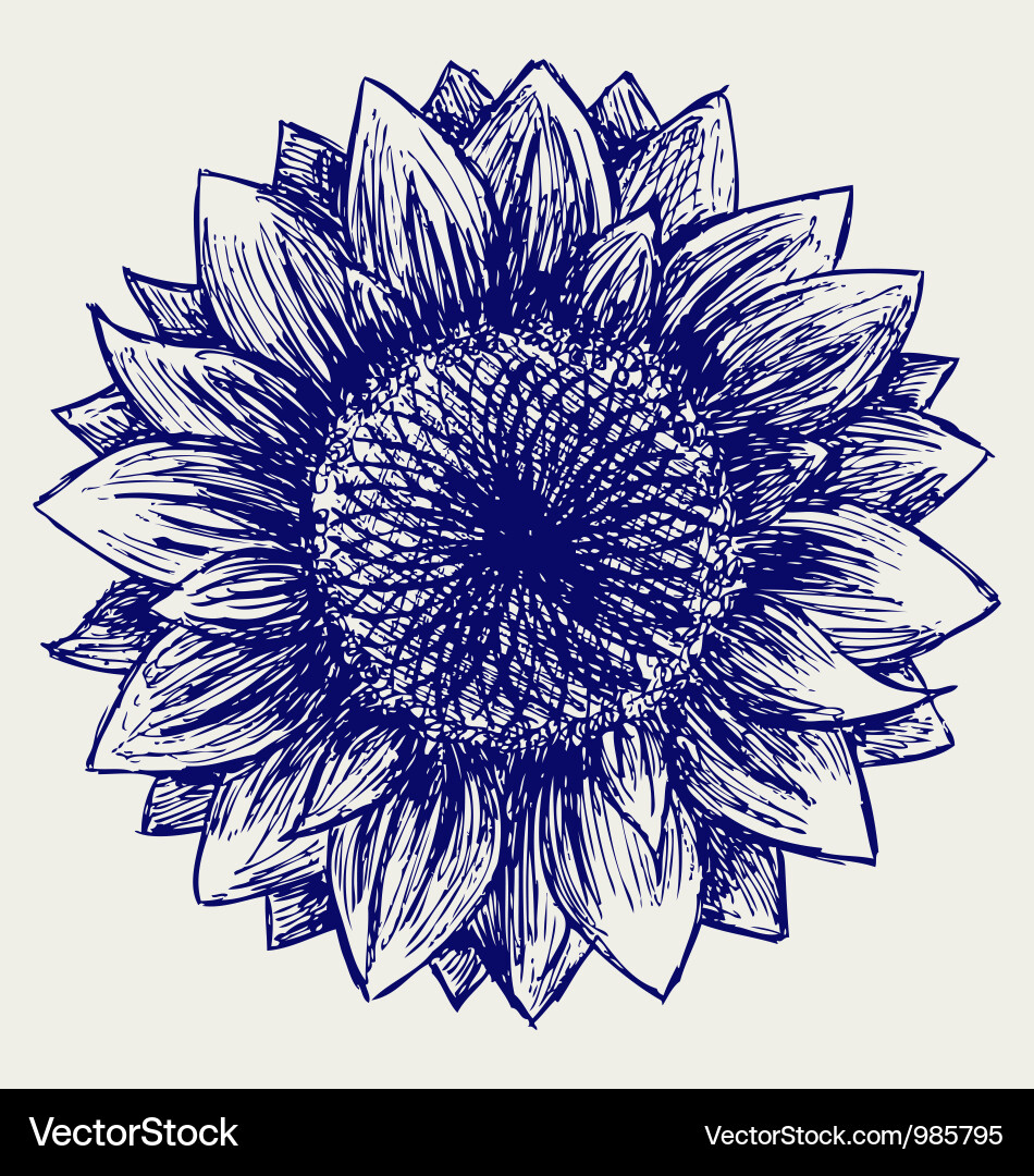 Sunflower sketch Royalty Free Vector Image - VectorStock